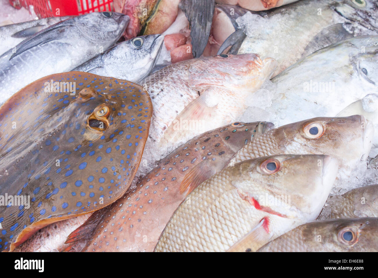 A lot of fish, at a market Stock Photo - Alamy