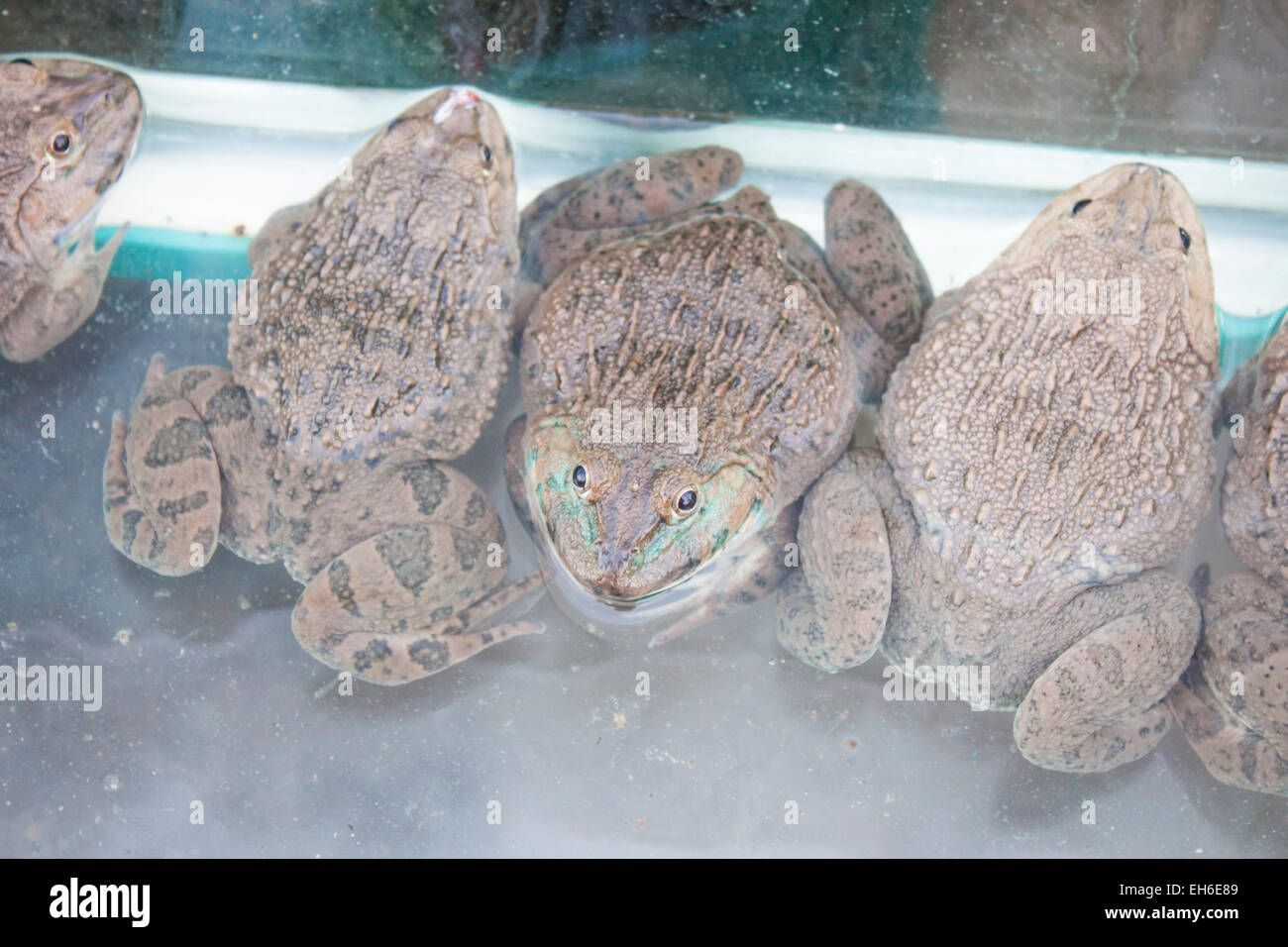 A lot of frogs, at a market Stock Photo - Alamy