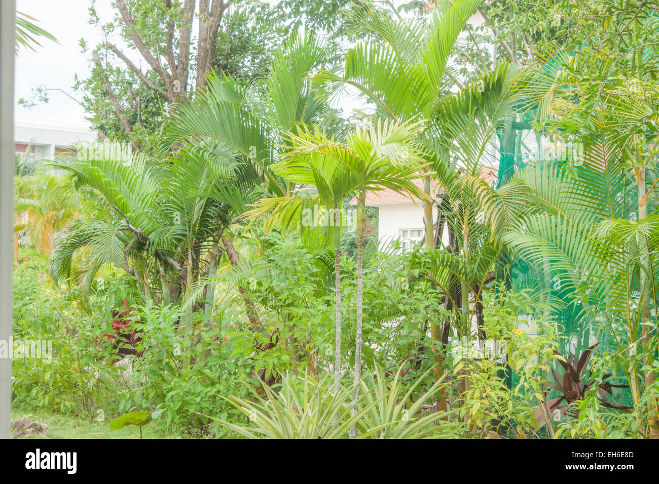 Palm trees plantation resort hi-res stock photography and images - Alamy