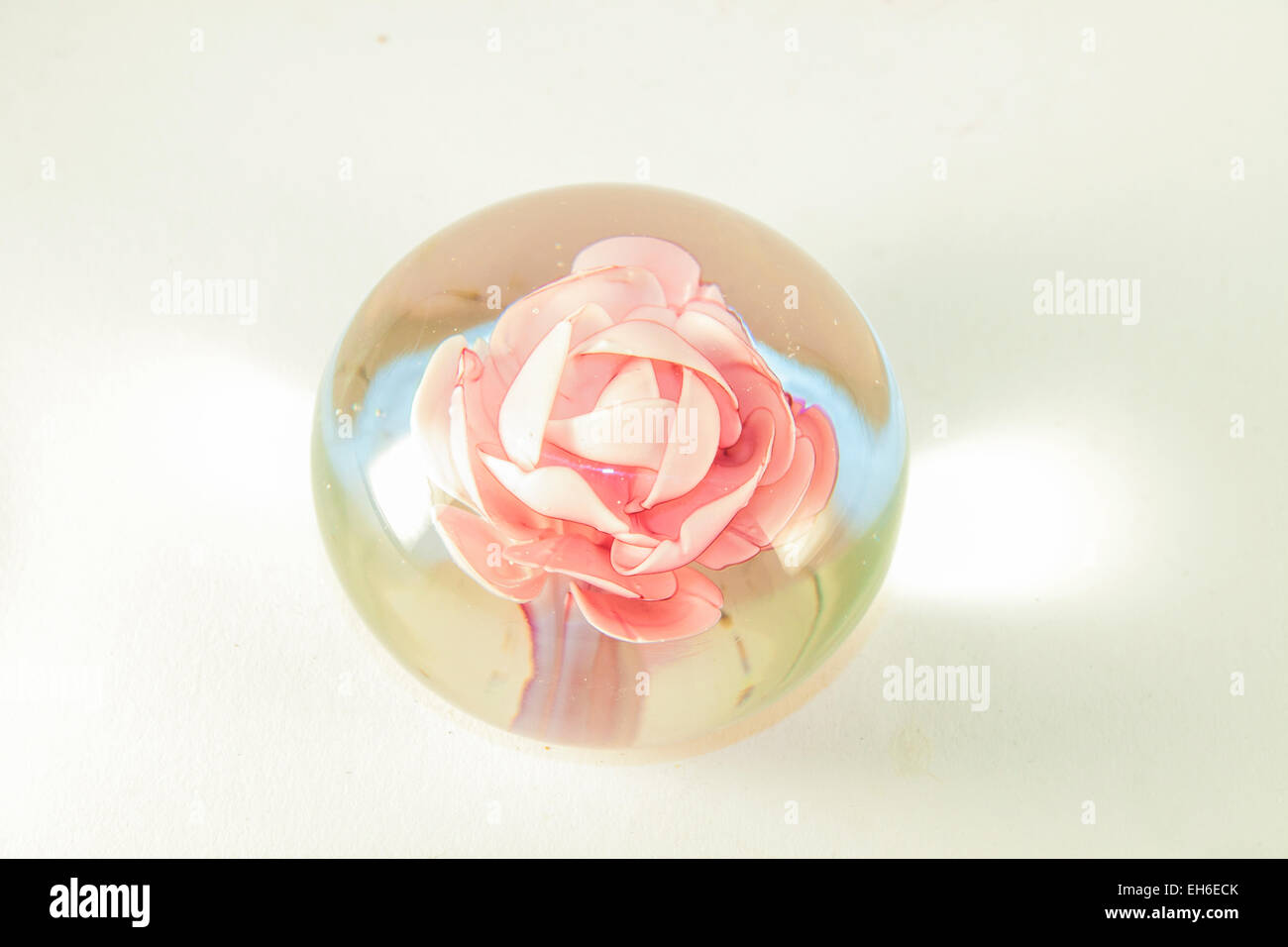 A rose in glass, isolated on white background Stock Photo - Alamy