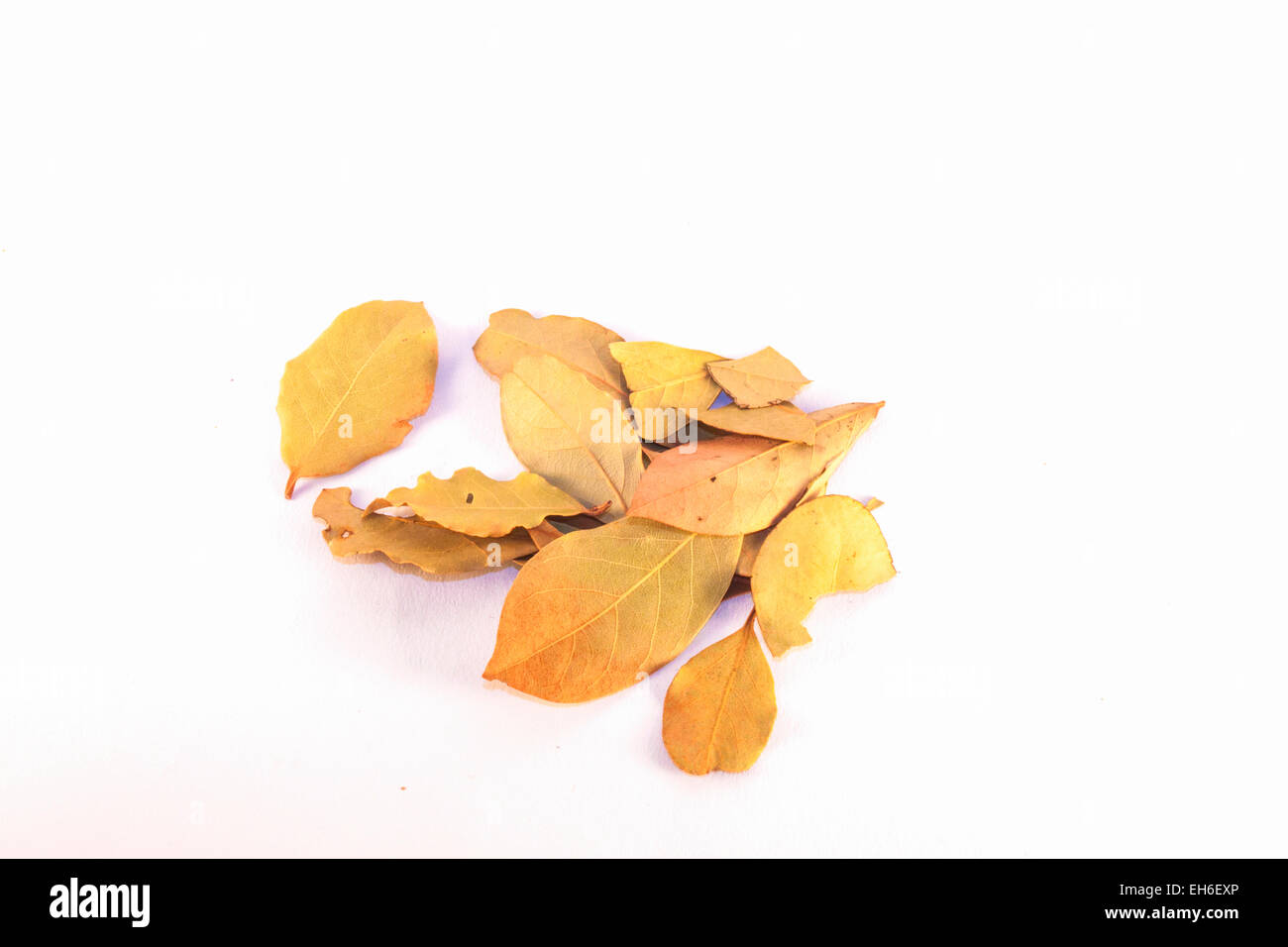 Dry bay leaves, isolated on white background Stock Photo - Alamy