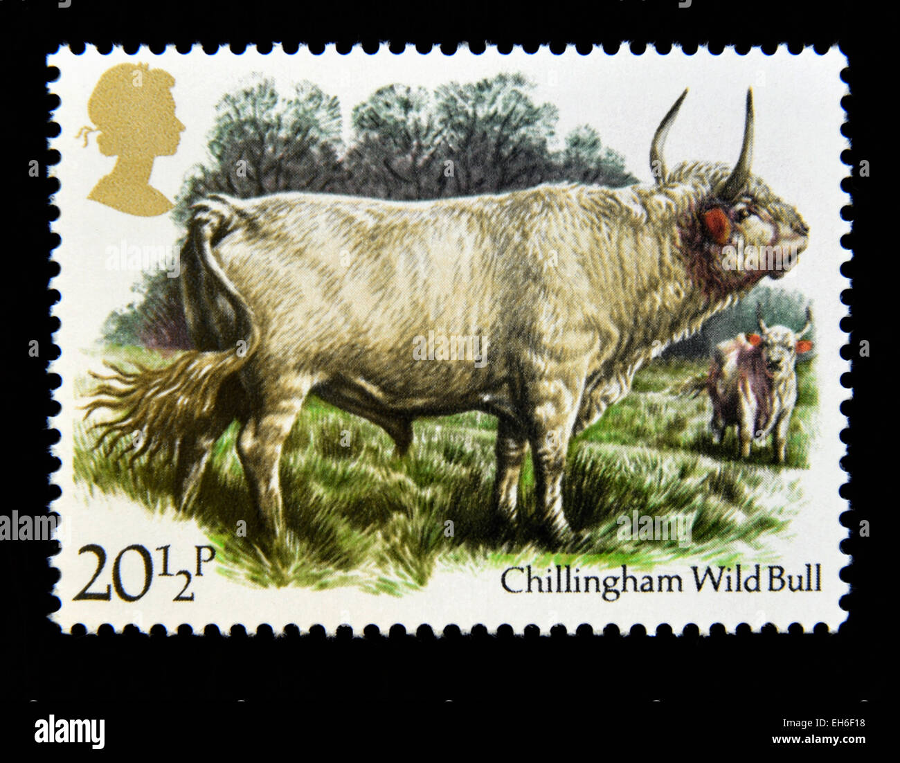 Chillingham Cattle