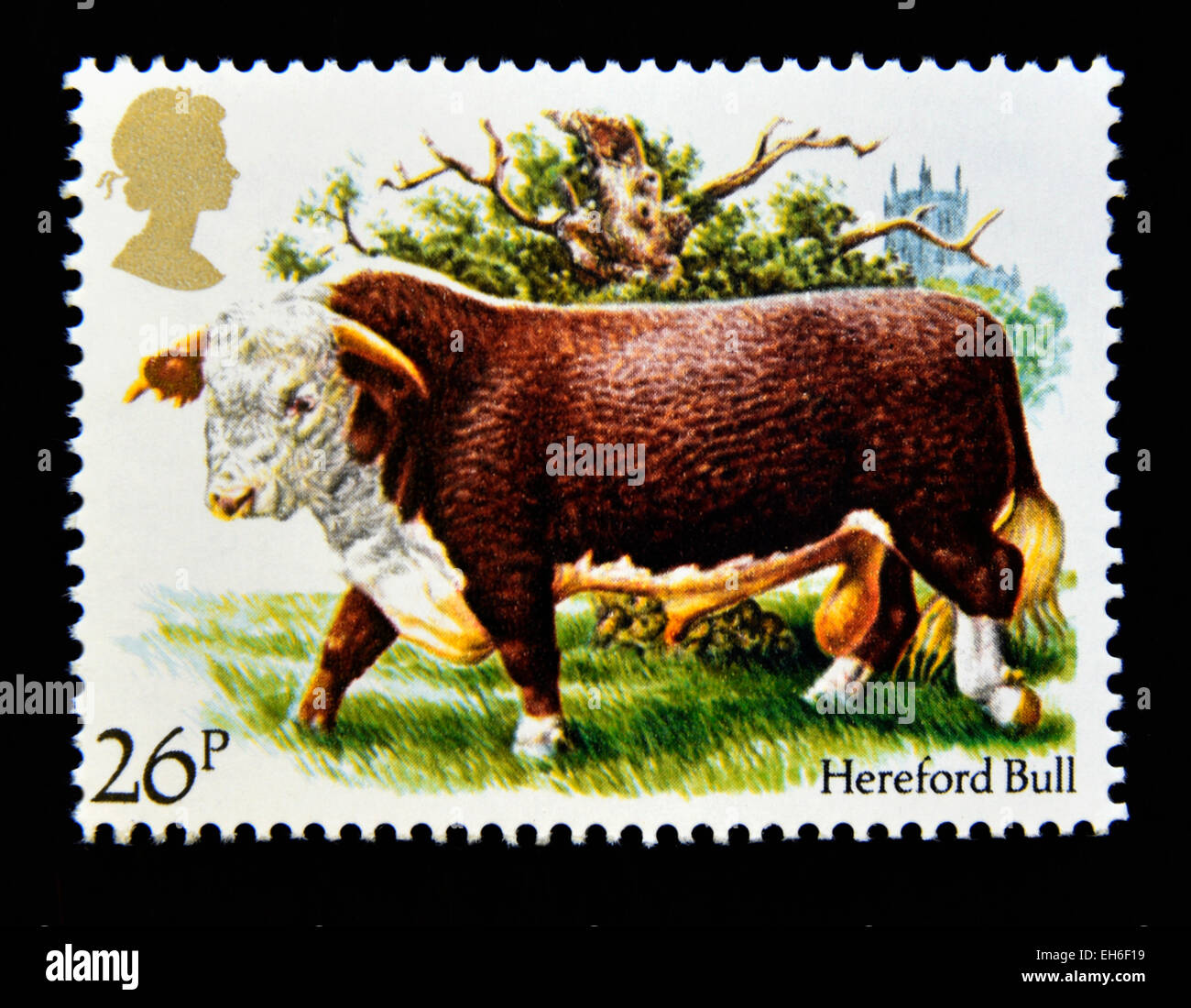 British cattle hi-res stock photography and images - Alamy