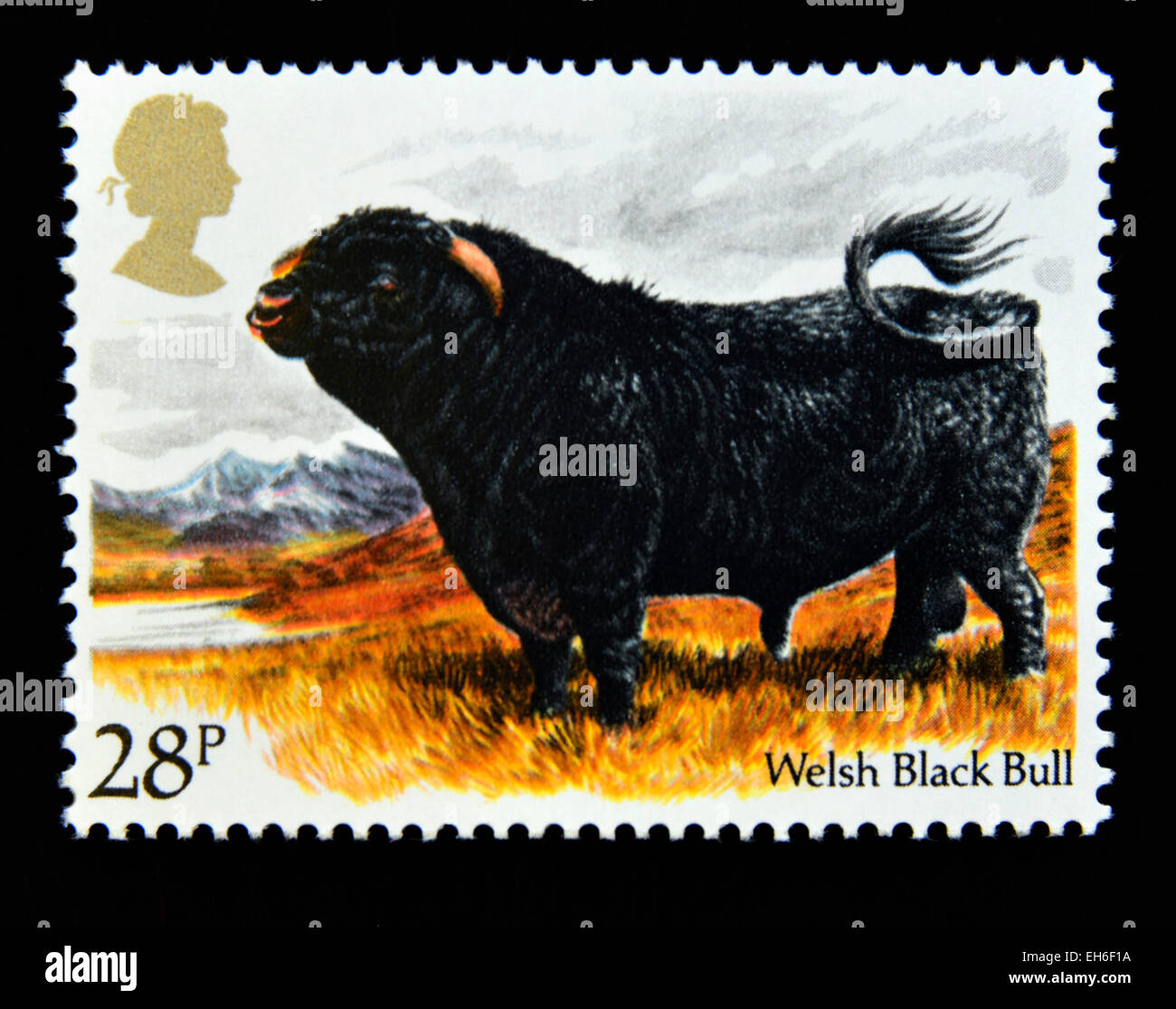 Welsh black bull hi-res stock photography and images - Alamy