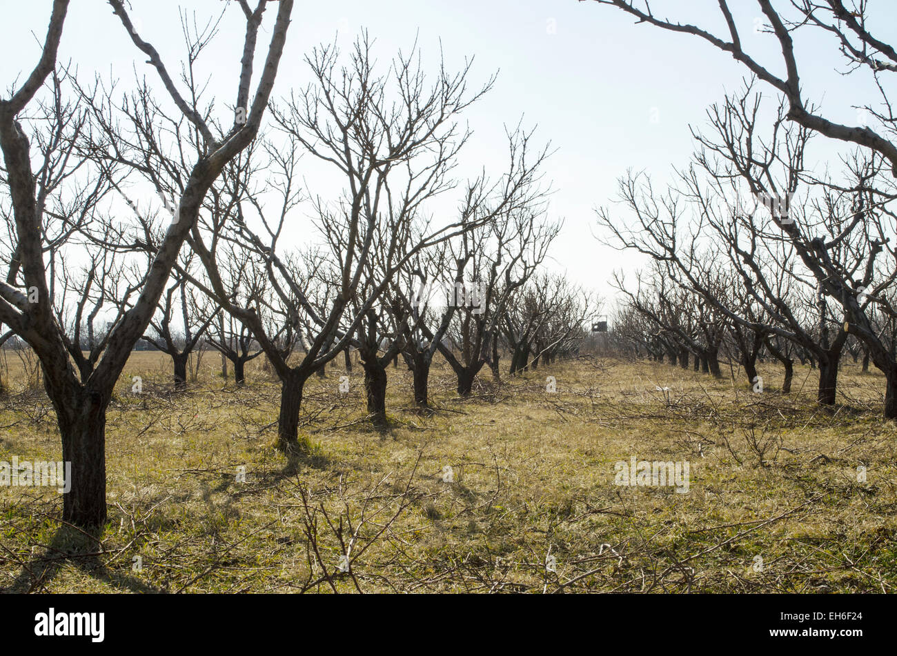 Cropping trees in early spring Stock Photo - Alamy