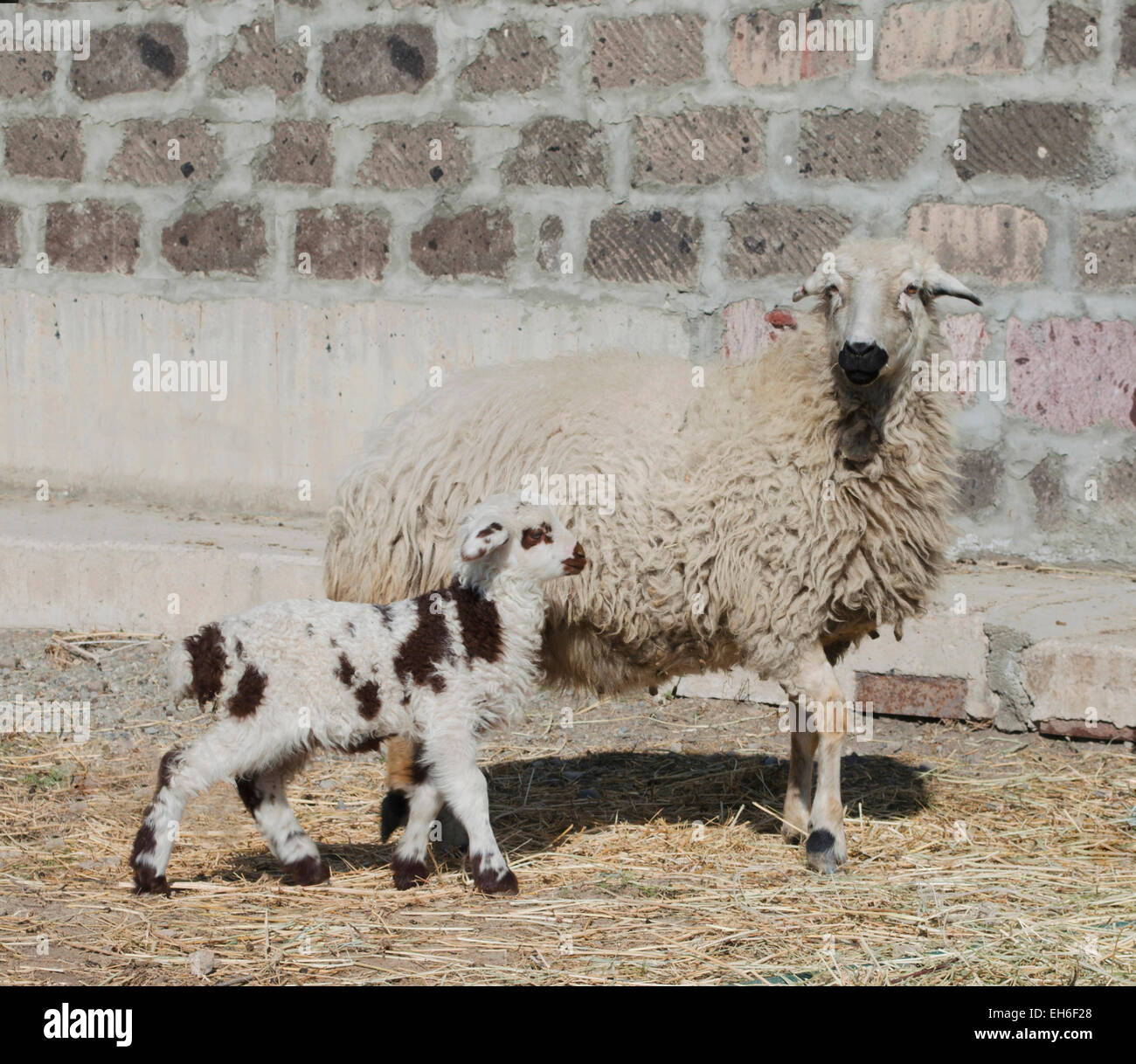 One month lamb with sheep Stock Photo - Alamy
