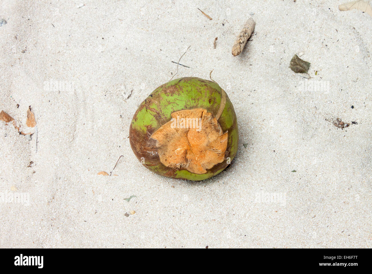 Lonely coconut on a grey sand, at sao beach, Phu quoc, Vietnam Stock ...
