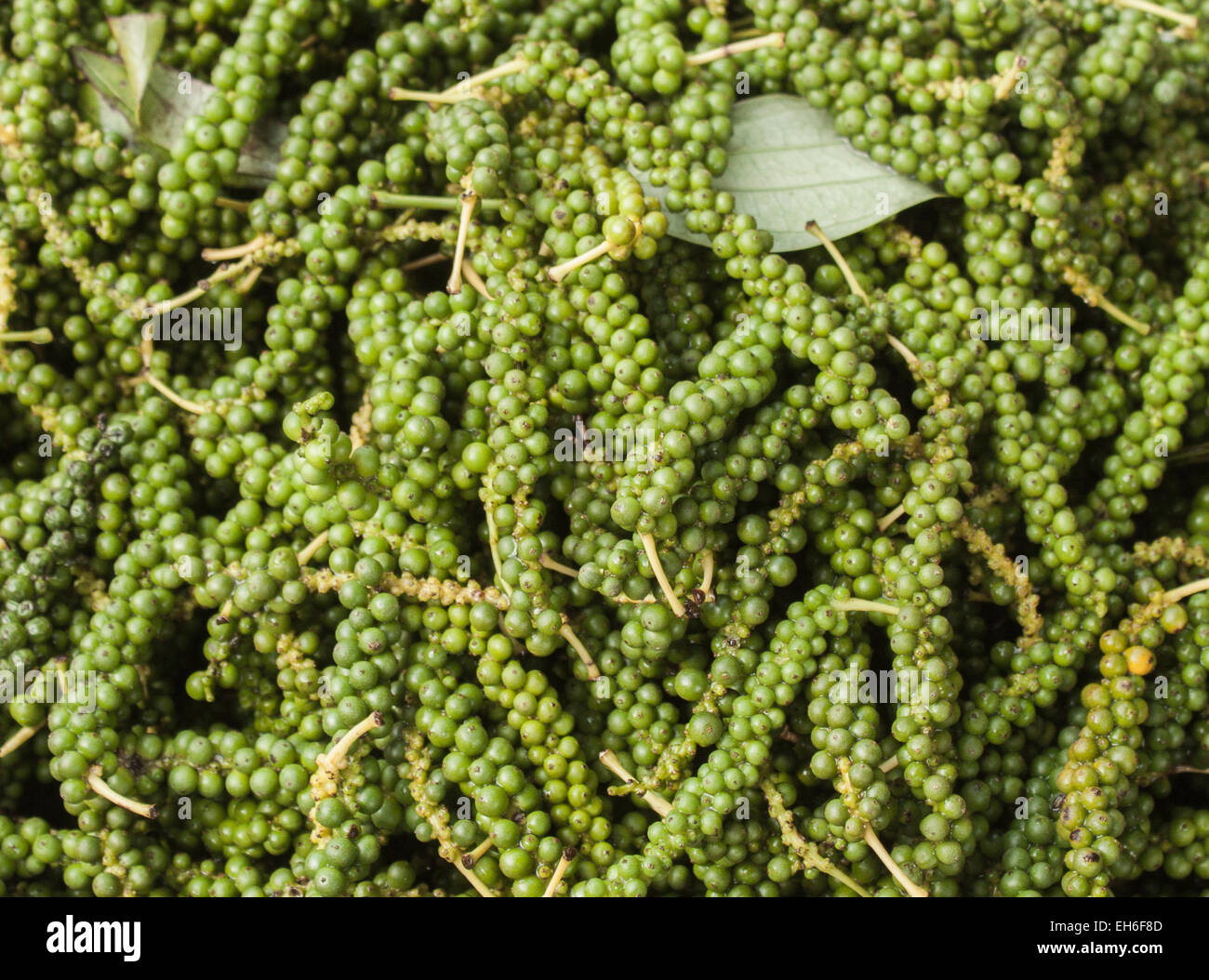 Black pepperco hi-res stock photography and images - Alamy