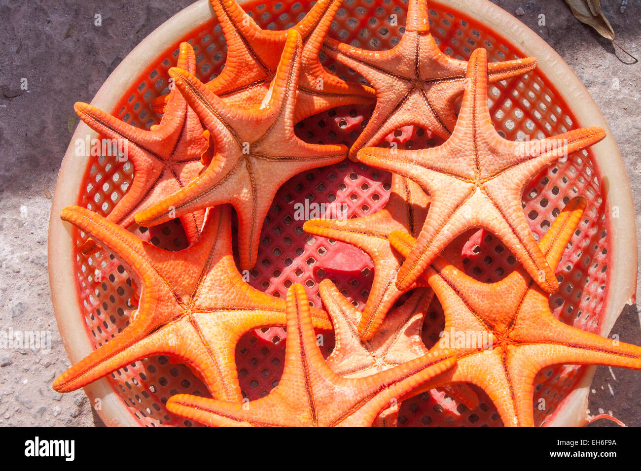 Basket starfishes hi-res stock photography and images - Alamy