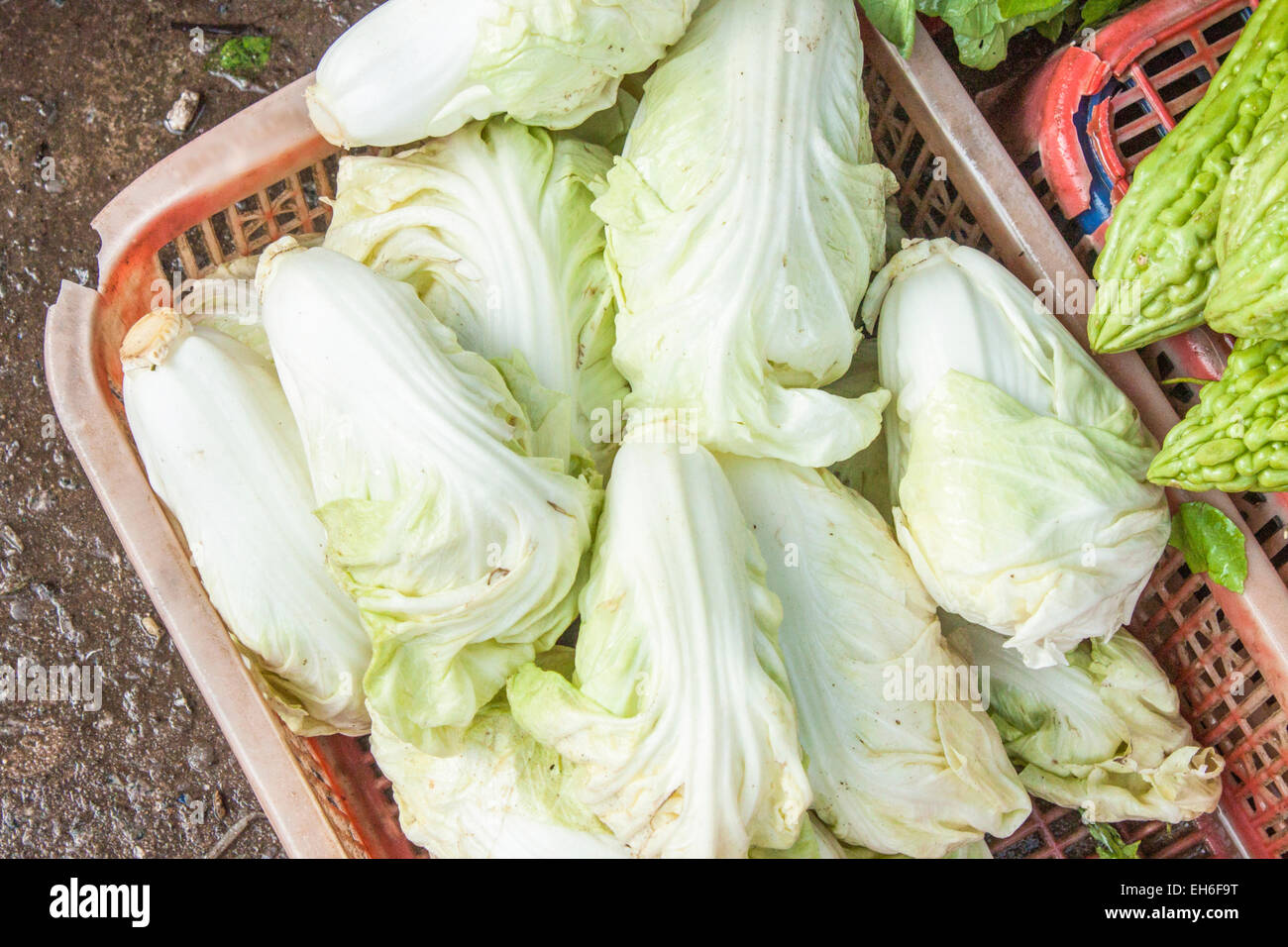 White chinese cabbage hi-res stock photography and images - Alamy