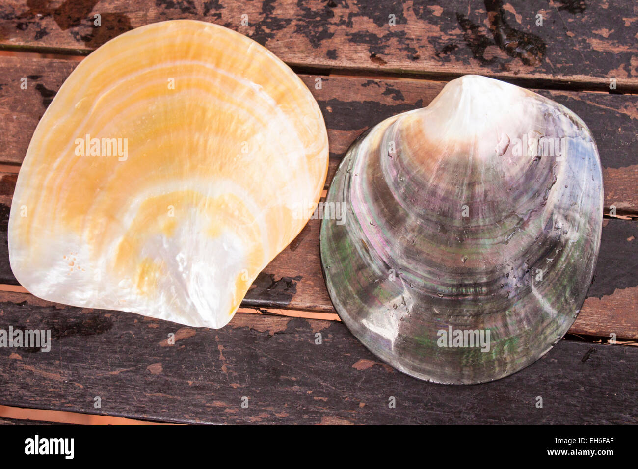 Two colorful, beautyful oyster shells, in Phu Quoc, Vietnam Stock Photo ...