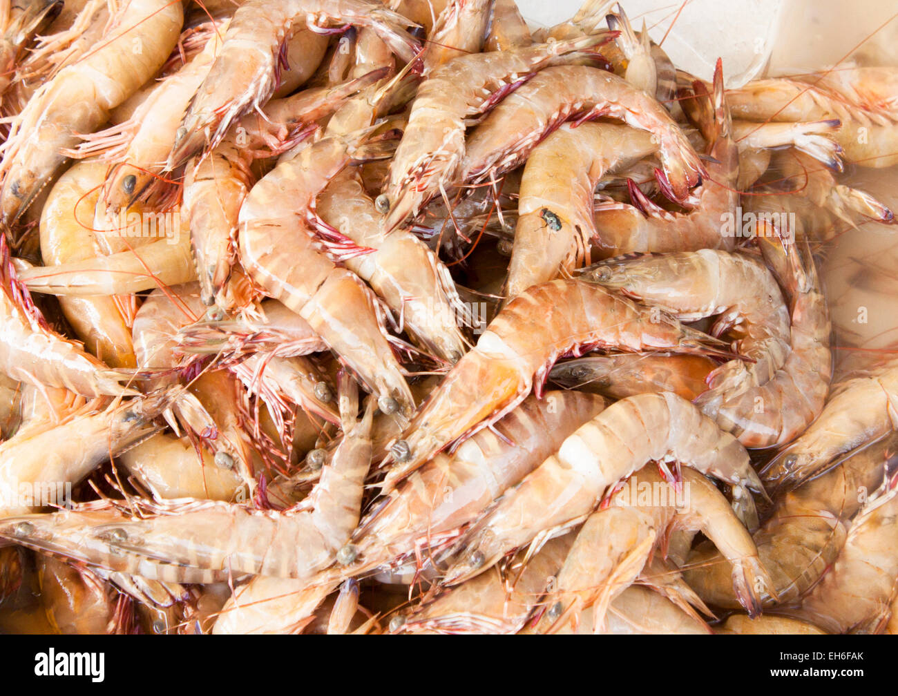 A lot of fresh shrimp, at a market in Phu quoc, Vietnam Stock Photo - Alamy