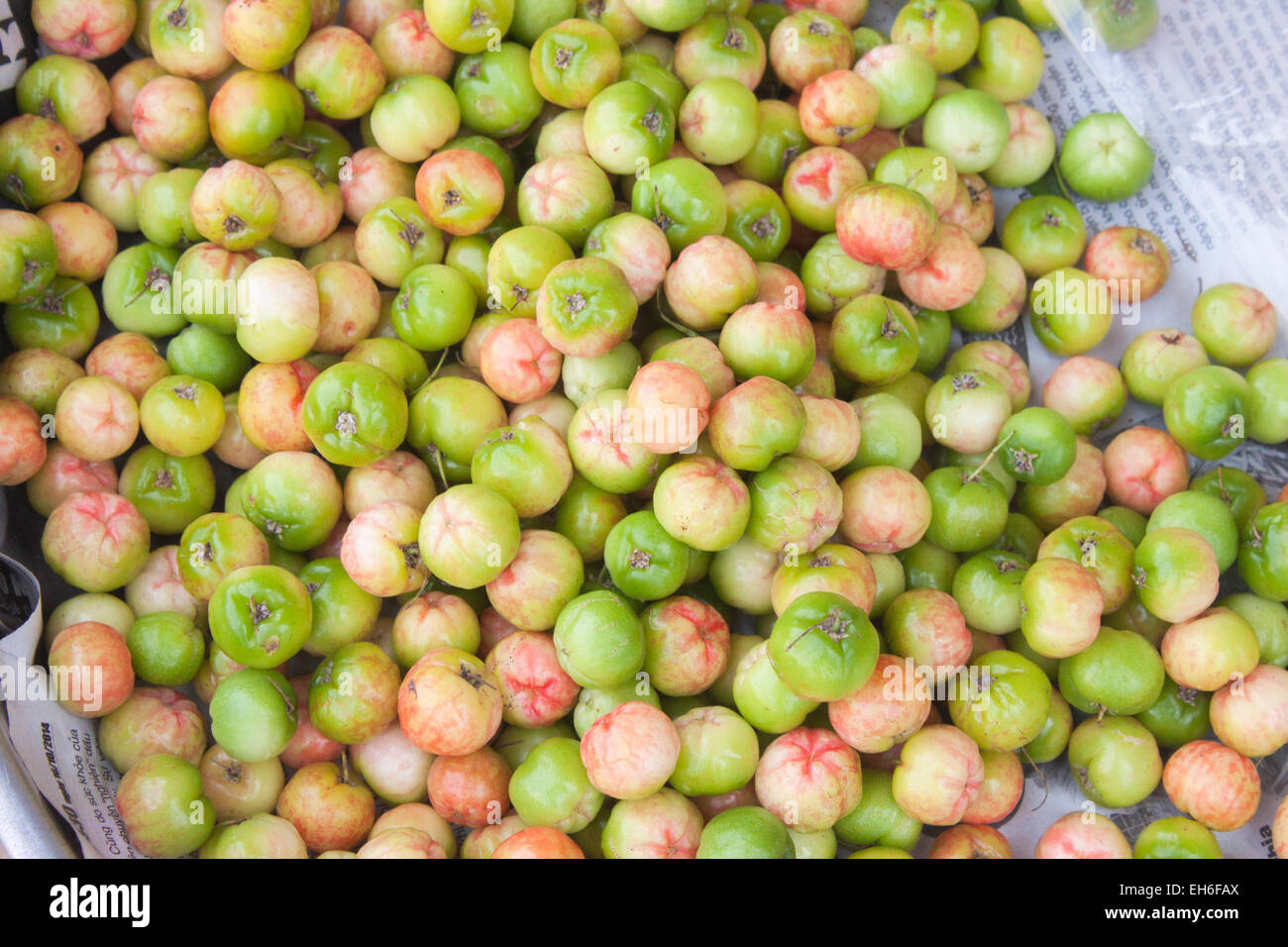 Star apple tree hi-res stock photography and images - Alamy