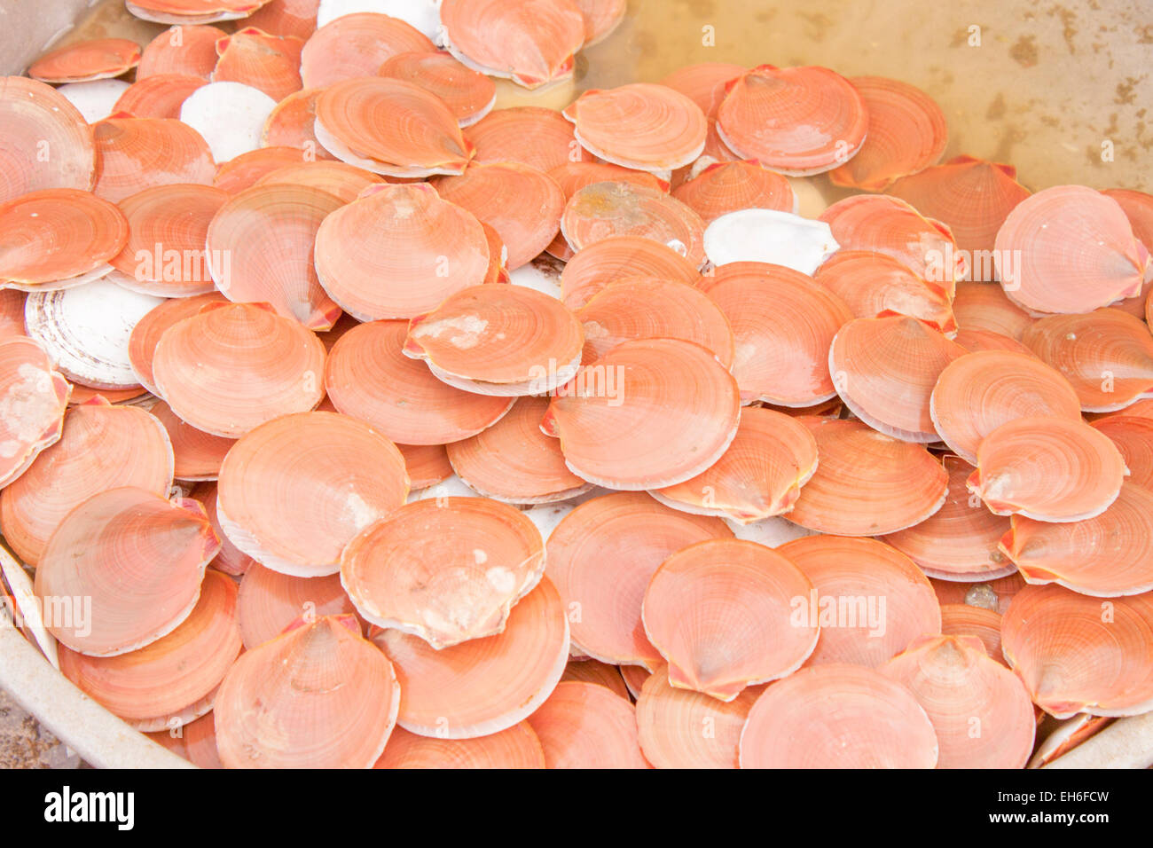 Cockle clams hi-res stock photography and images - Alamy