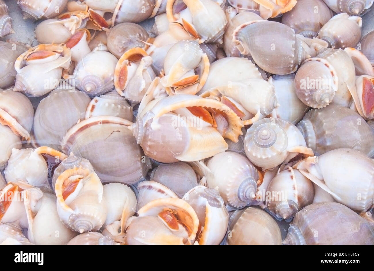 Pile of seashells hi-res stock photography and images - Alamy