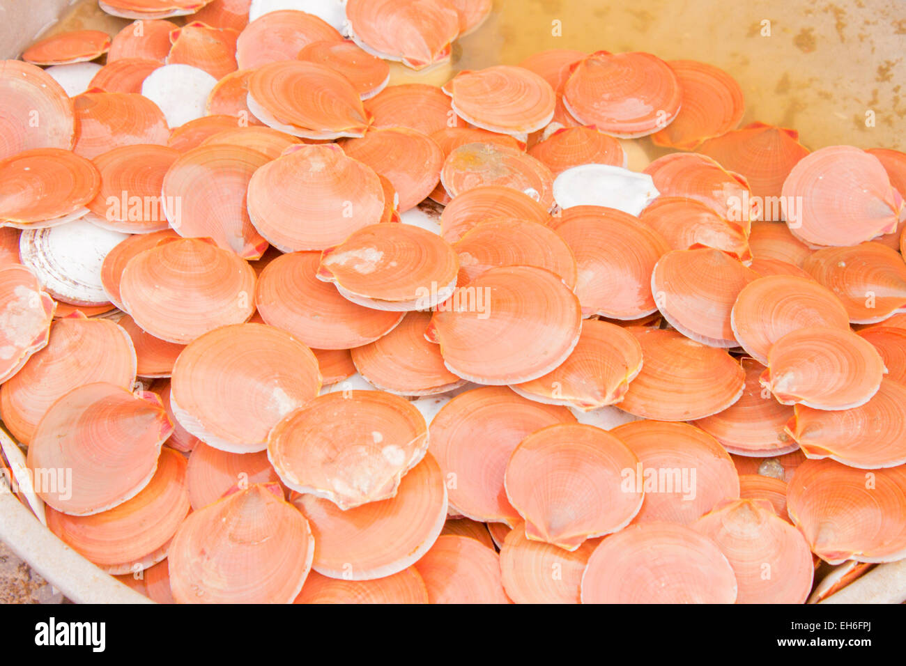 A lot of fresh red clams or cockle or scallop, at a market Stock Photo ...