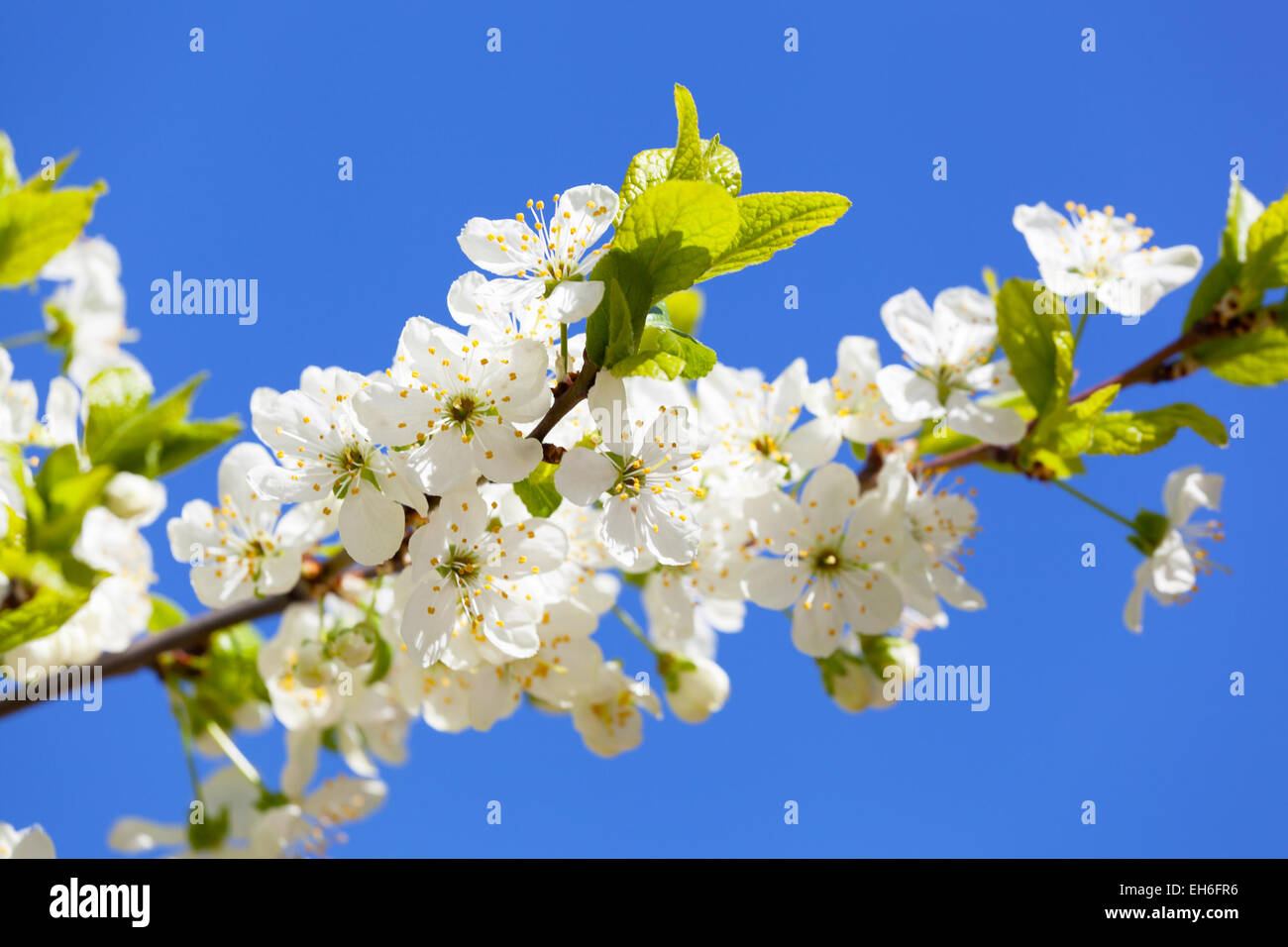 Branch spring blooming white flowers hi-res stock photography and ...