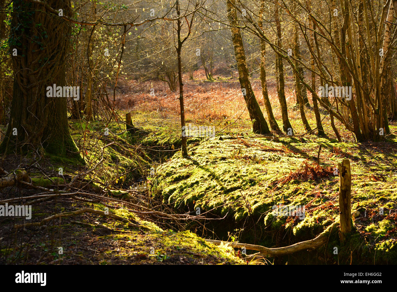 Copse Picture Gettysburg Copse of tree by Chowen2001 on DeviantArt