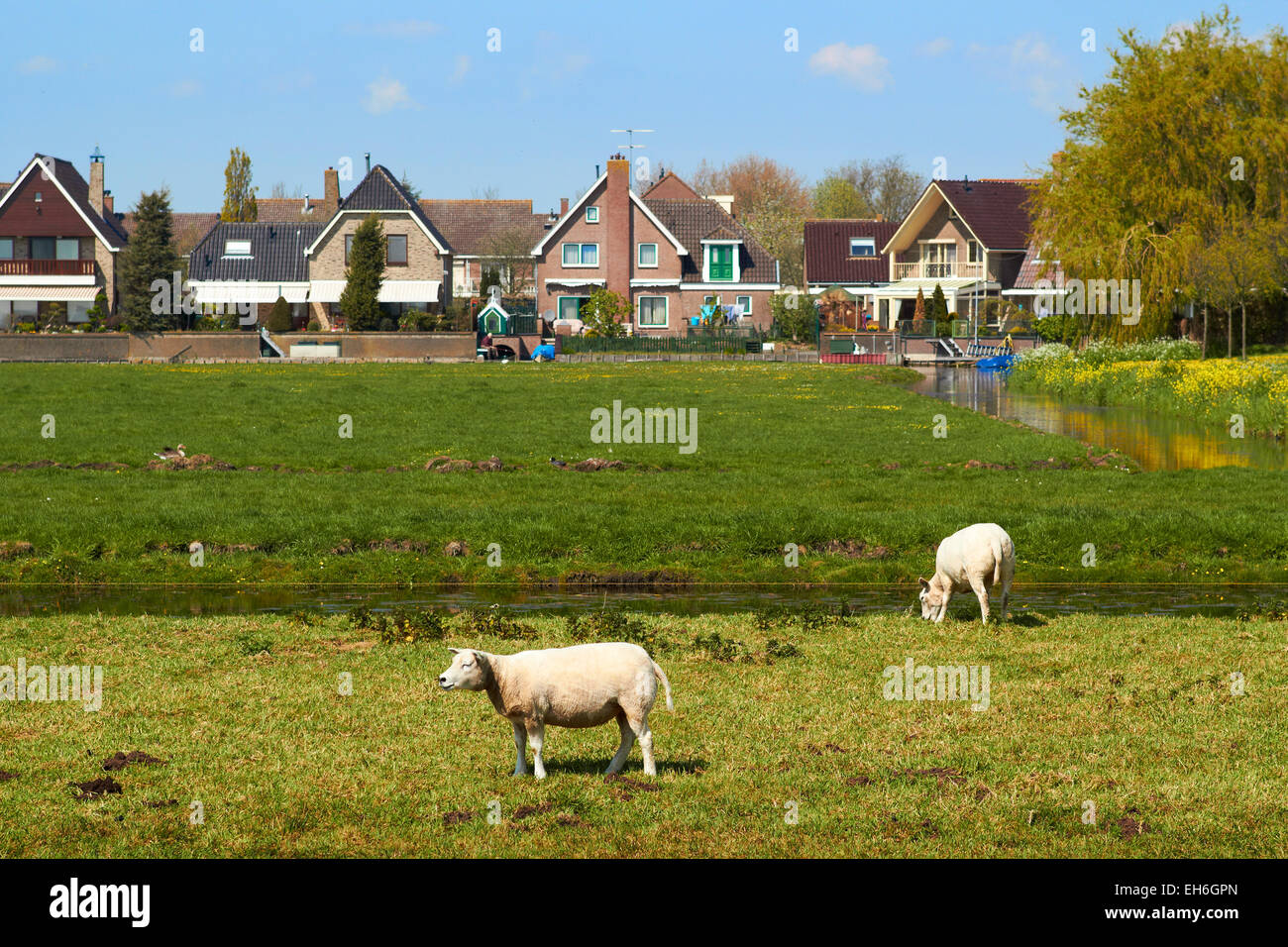 City sheep grazing hi-res stock photography and images - Alamy