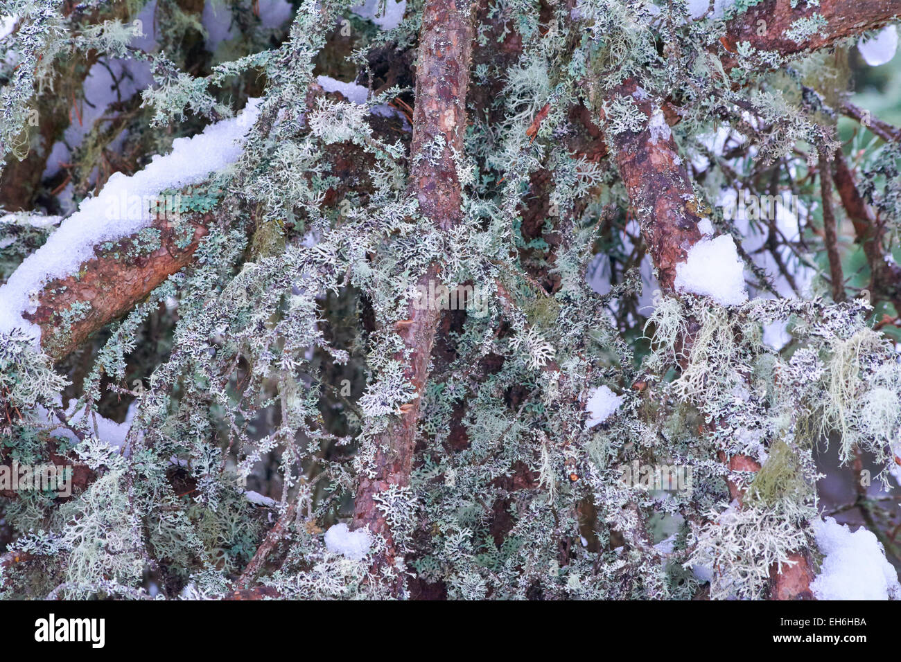 Lichen on pine trees in the Cairngorms National Park, Scotland, UK ...