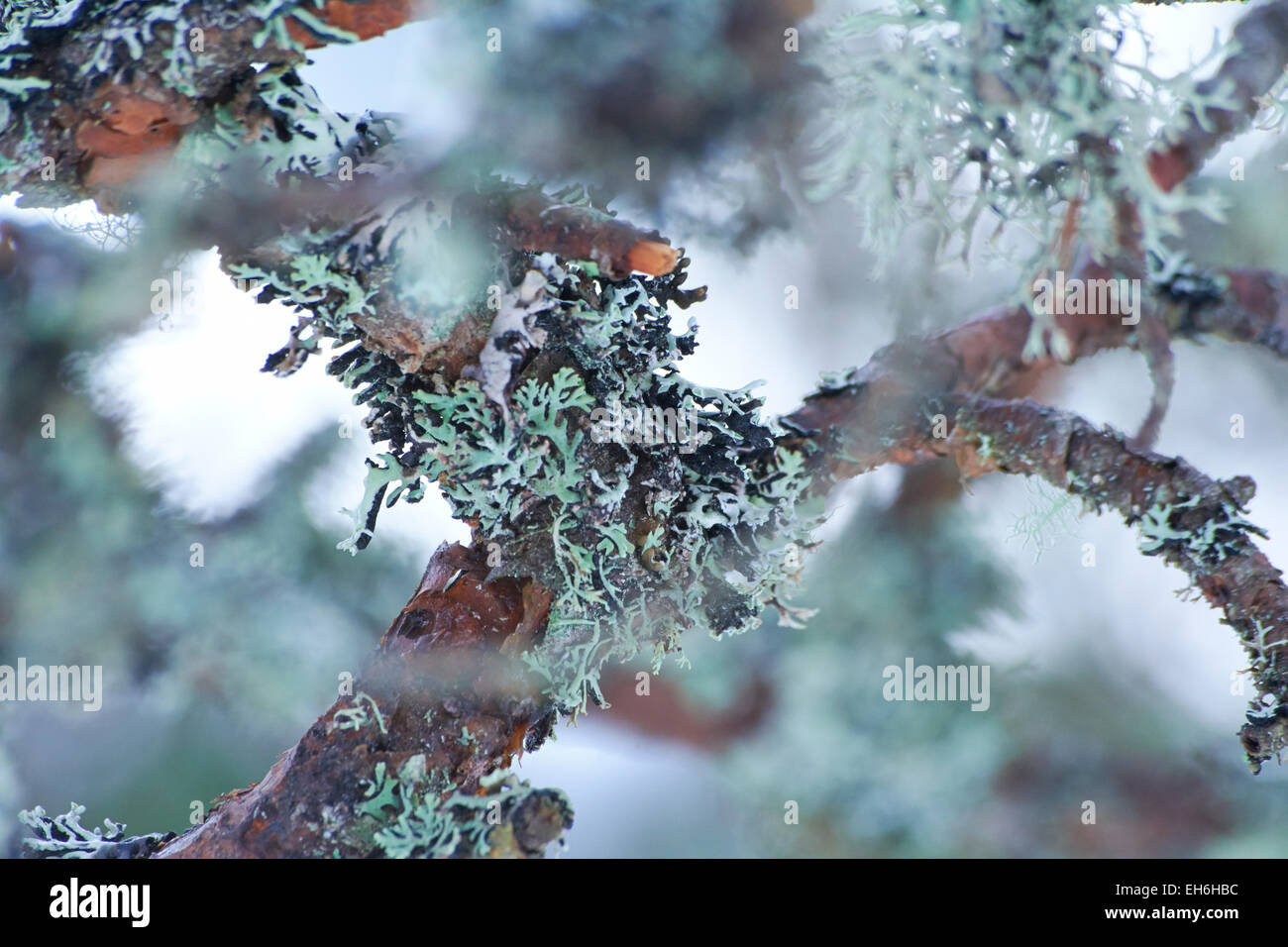 Lichen on pine trees in the Cairngorms National Park, Scotland, UK ...