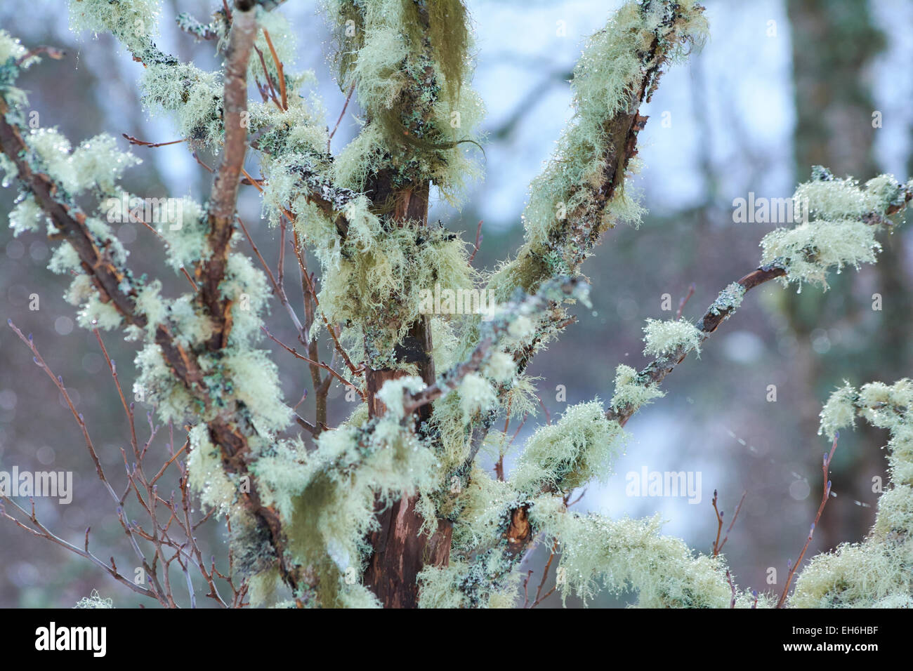 Lichen on pine trees in the Cairngorms National Park, Scotland, UK ...