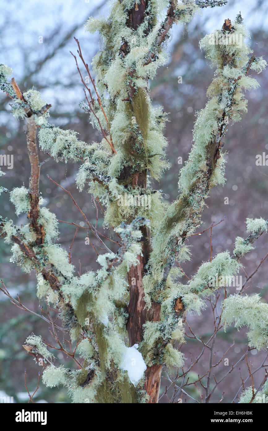 Lichen on pine trees in the Cairngorms National Park, Scotland, UK ...