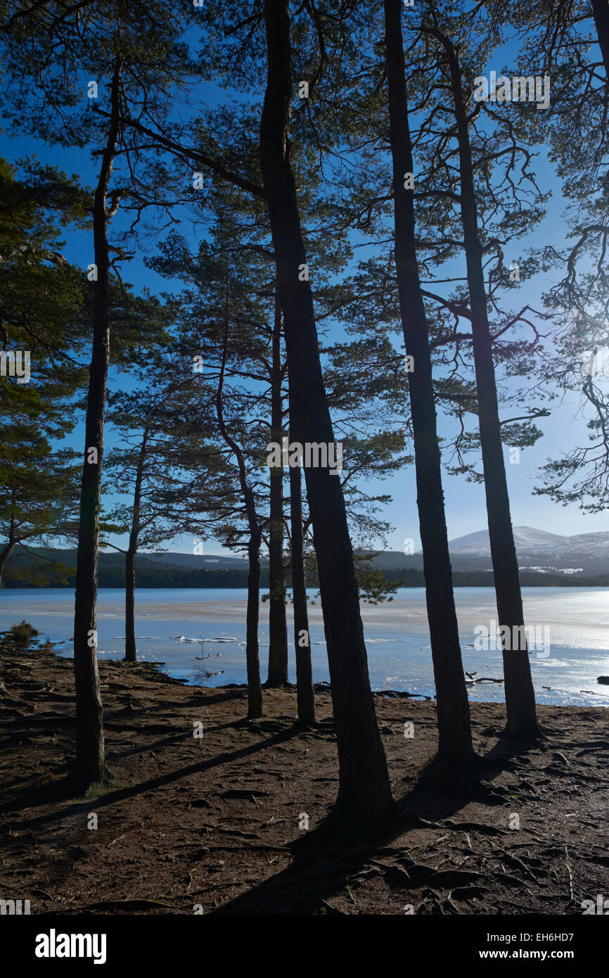 Loch Garten in Winter - Cairngorms National Park, Scotland, UK Stock ...