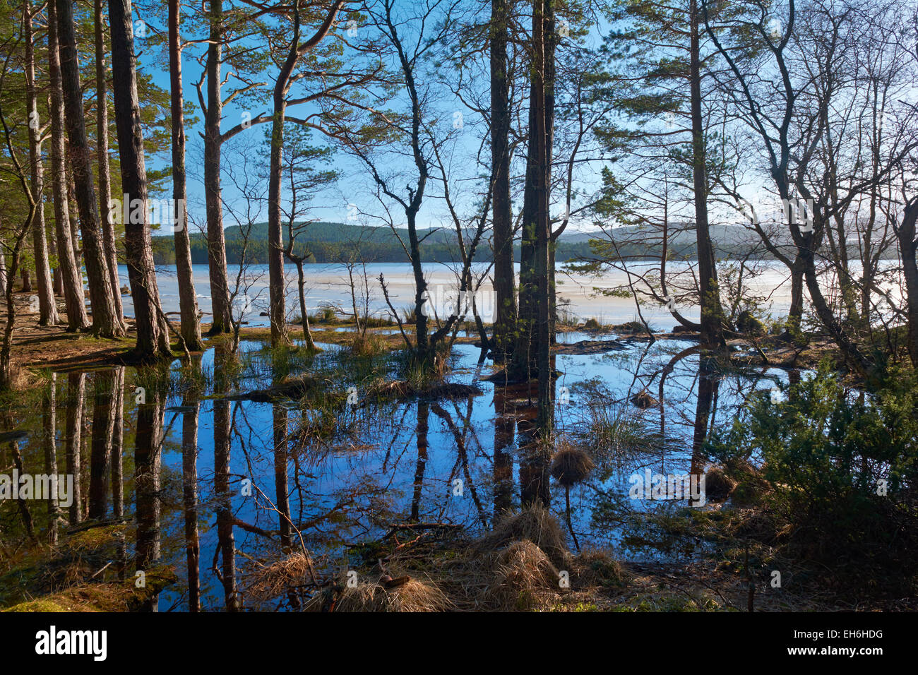 Loch Garten in Winter - Cairngorms National Park, Scotland, UK Stock ...