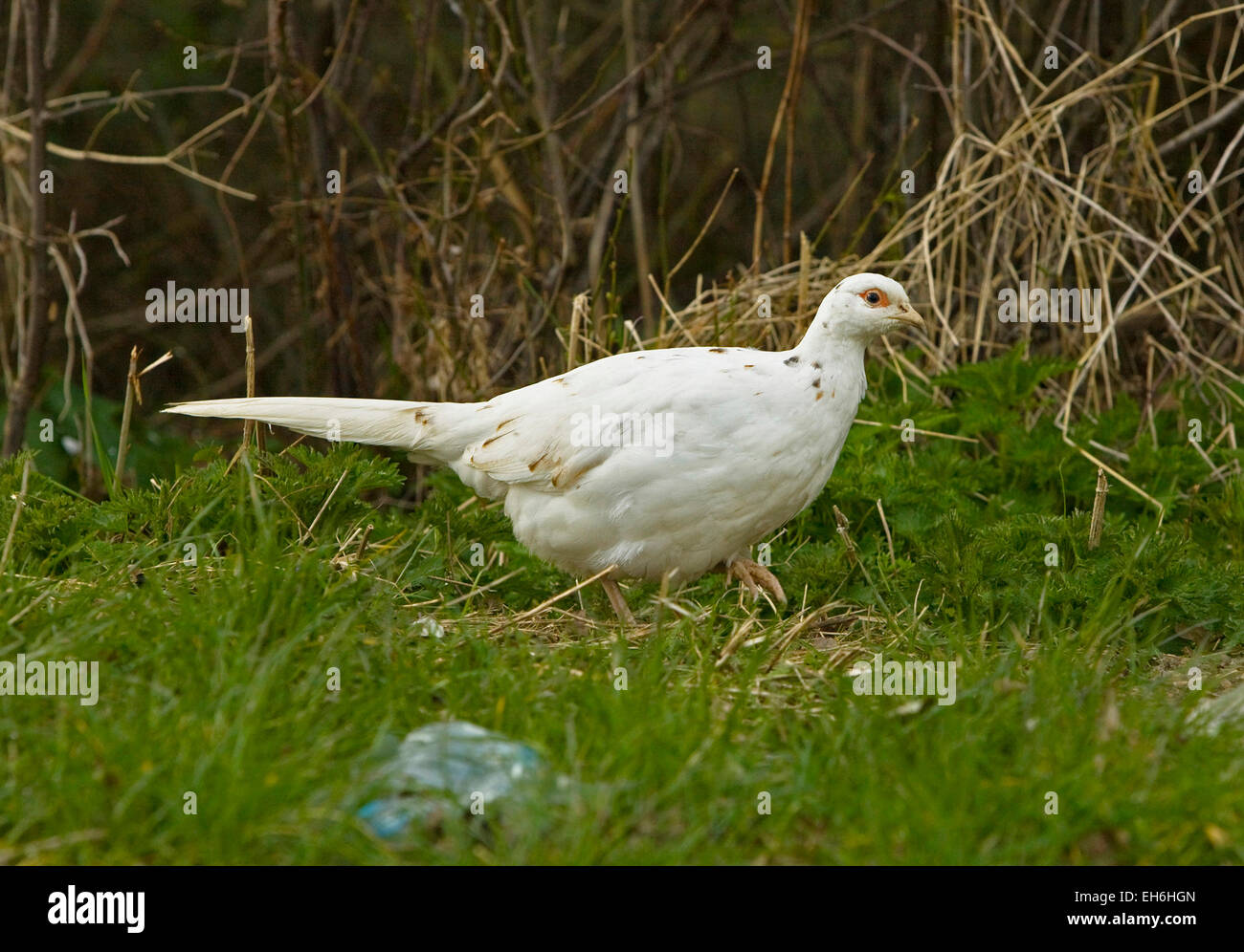 Albino Pheasant High Resolution Stock Photography and Images - Alamy