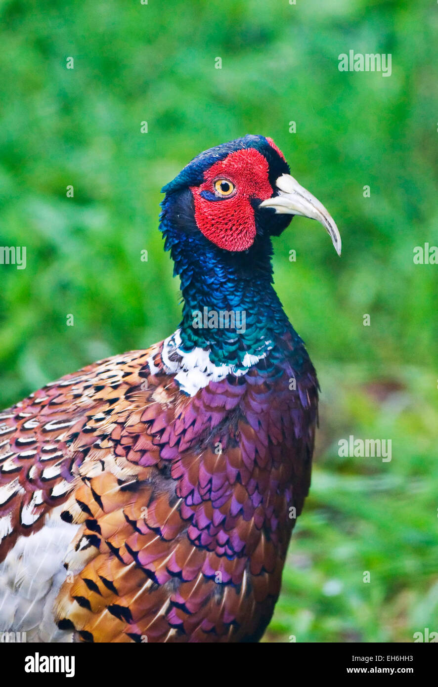 Male Pheasant with deformed beak Stock Photo - Alamy