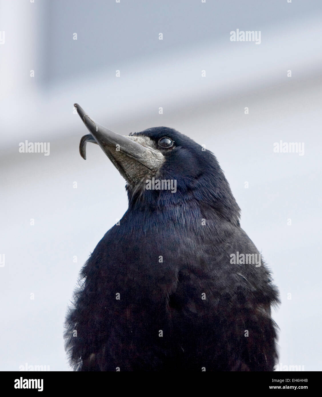 Bird with deformed beak hi-res stock photography and images - Alamy