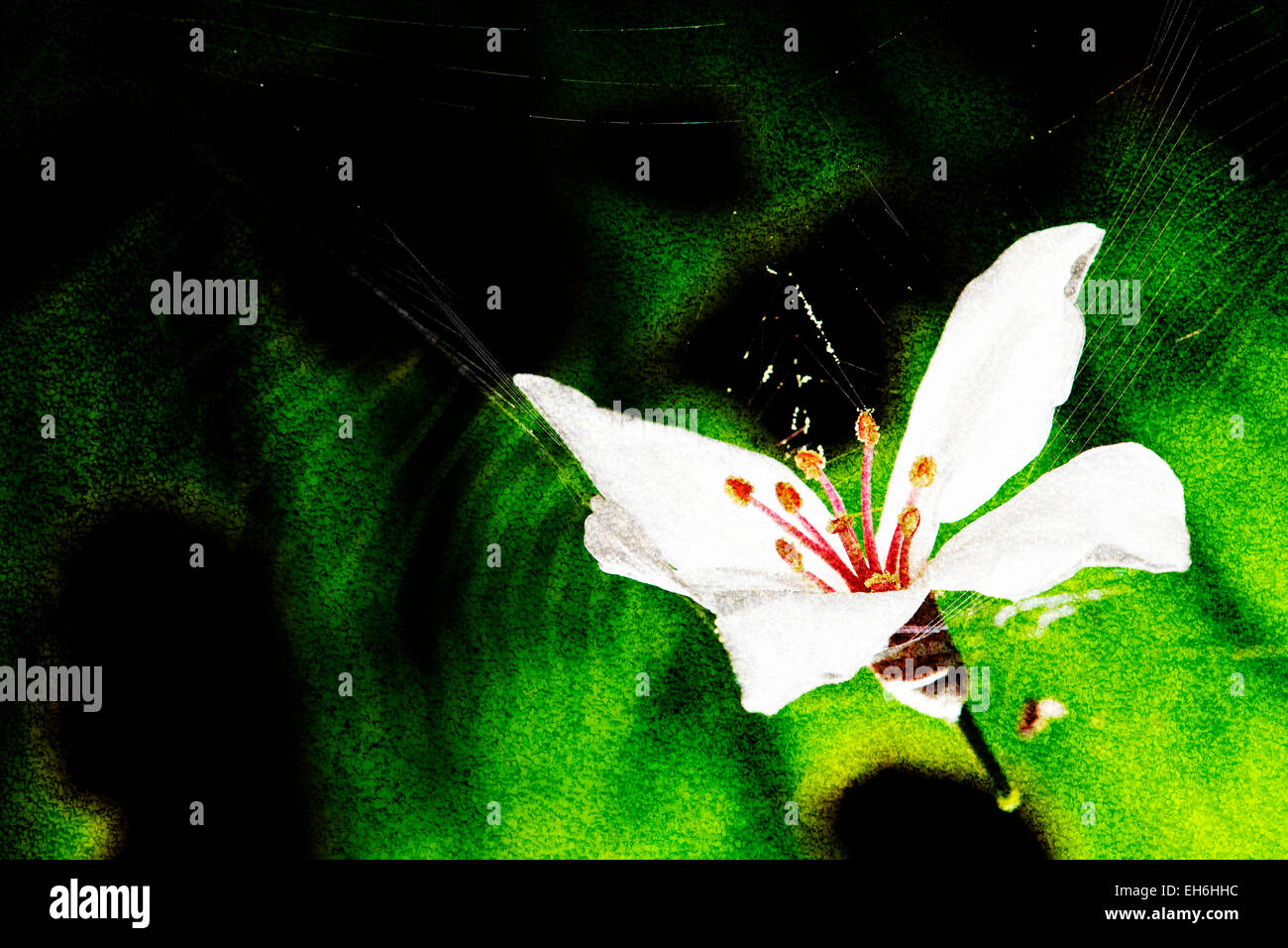beautiful tung flowers for adv or others purpose use Stock Photo - Alamy