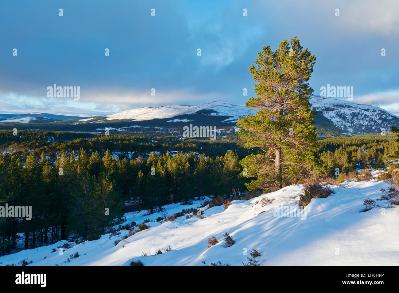 Scottish pine forests hi-res stock photography and images - Alamy