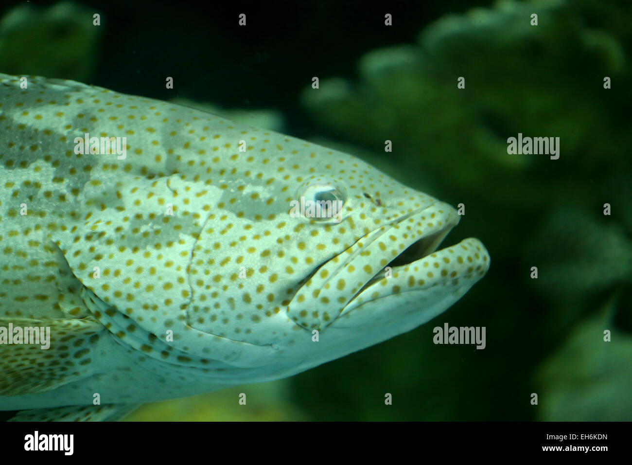 Grouper fish hi-res stock photography and images - Alamy