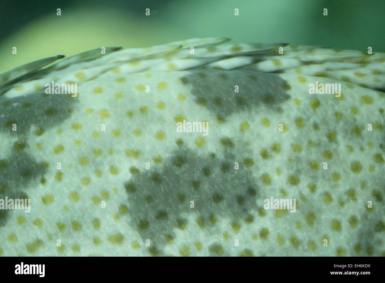 Animal skin pattern of grouper fish Stock Photo - Alamy