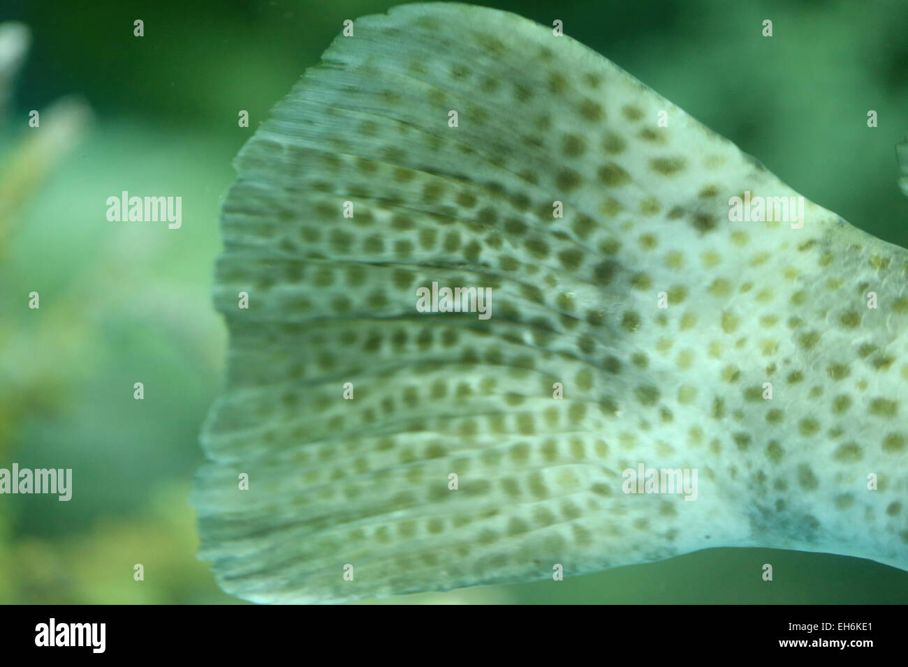 The tail Animal skin pattern of grouper fish Stock Photo - Alamy