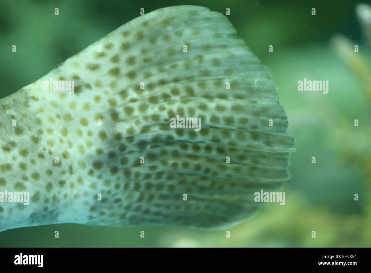 The tail Animal skin pattern of grouper fish Stock Photo - Alamy