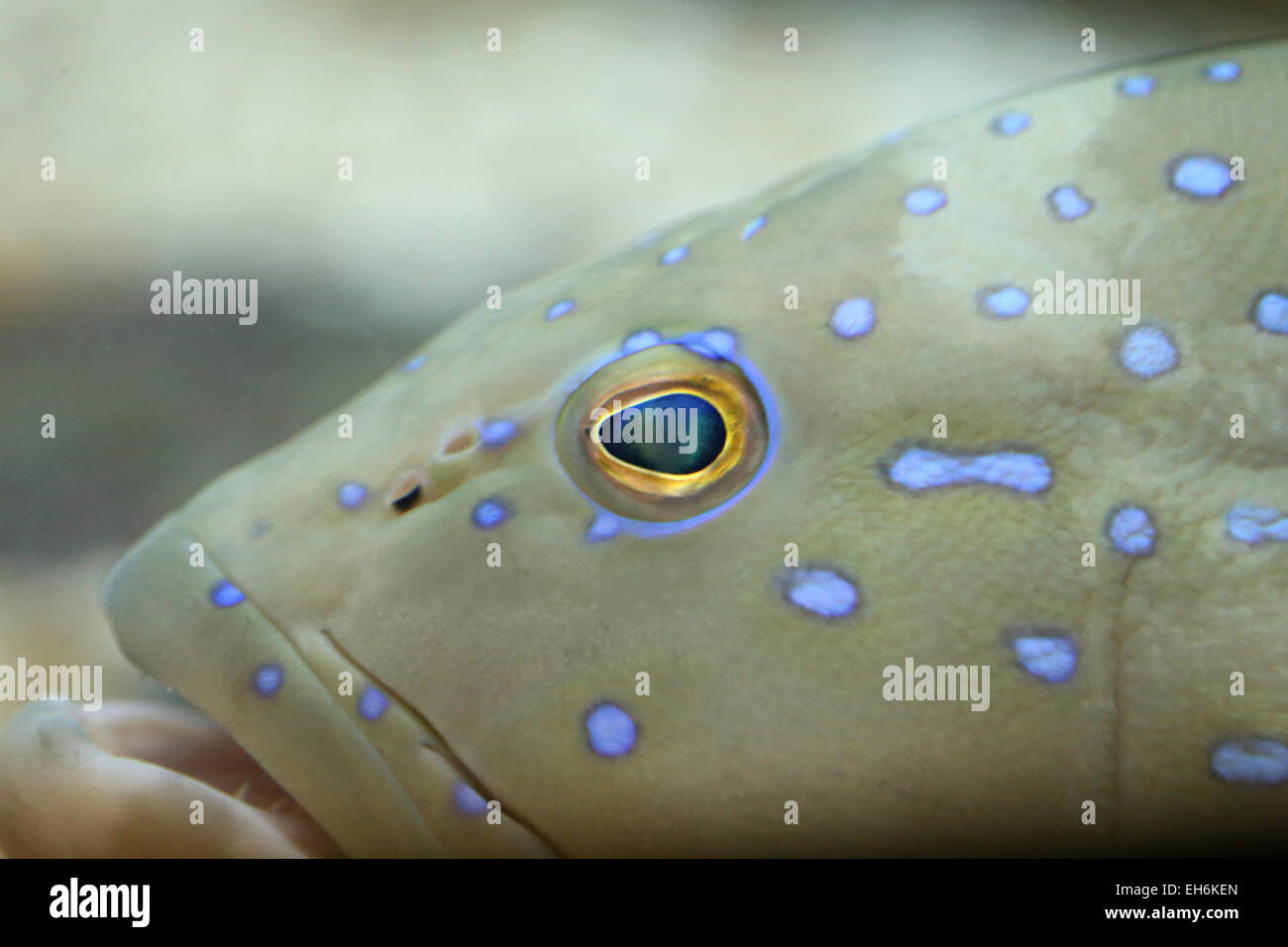 Focus on head of grouper fish in the Aquarius Stock Photo - Alamy
