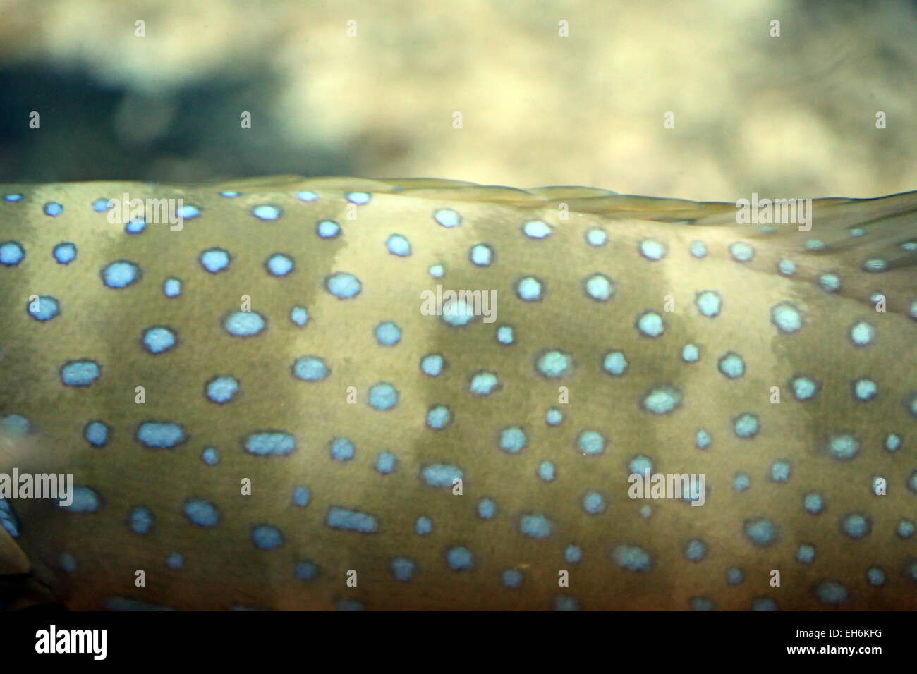 Animal skin pattern of grouper fish Stock Photo - Alamy