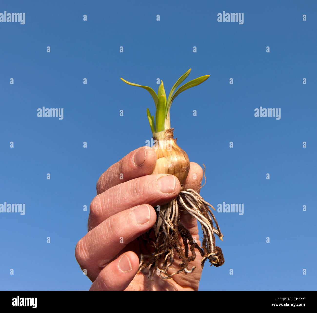 retaining a young germinating flower in the hand Stock Photo - Alamy
