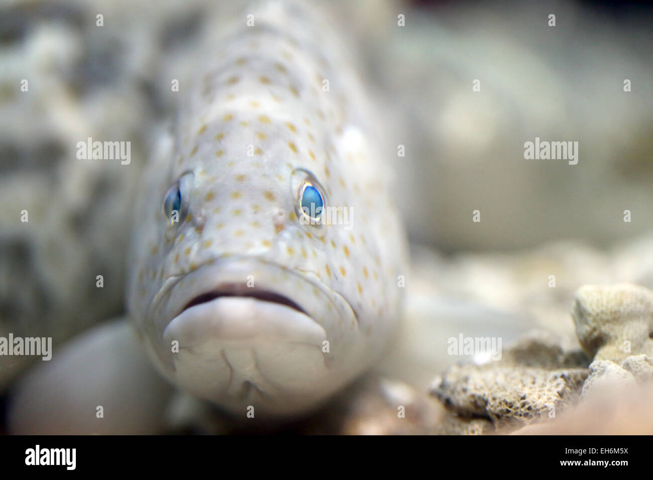 The head of grouper fish in the aquarium Stock Photo - Alamy