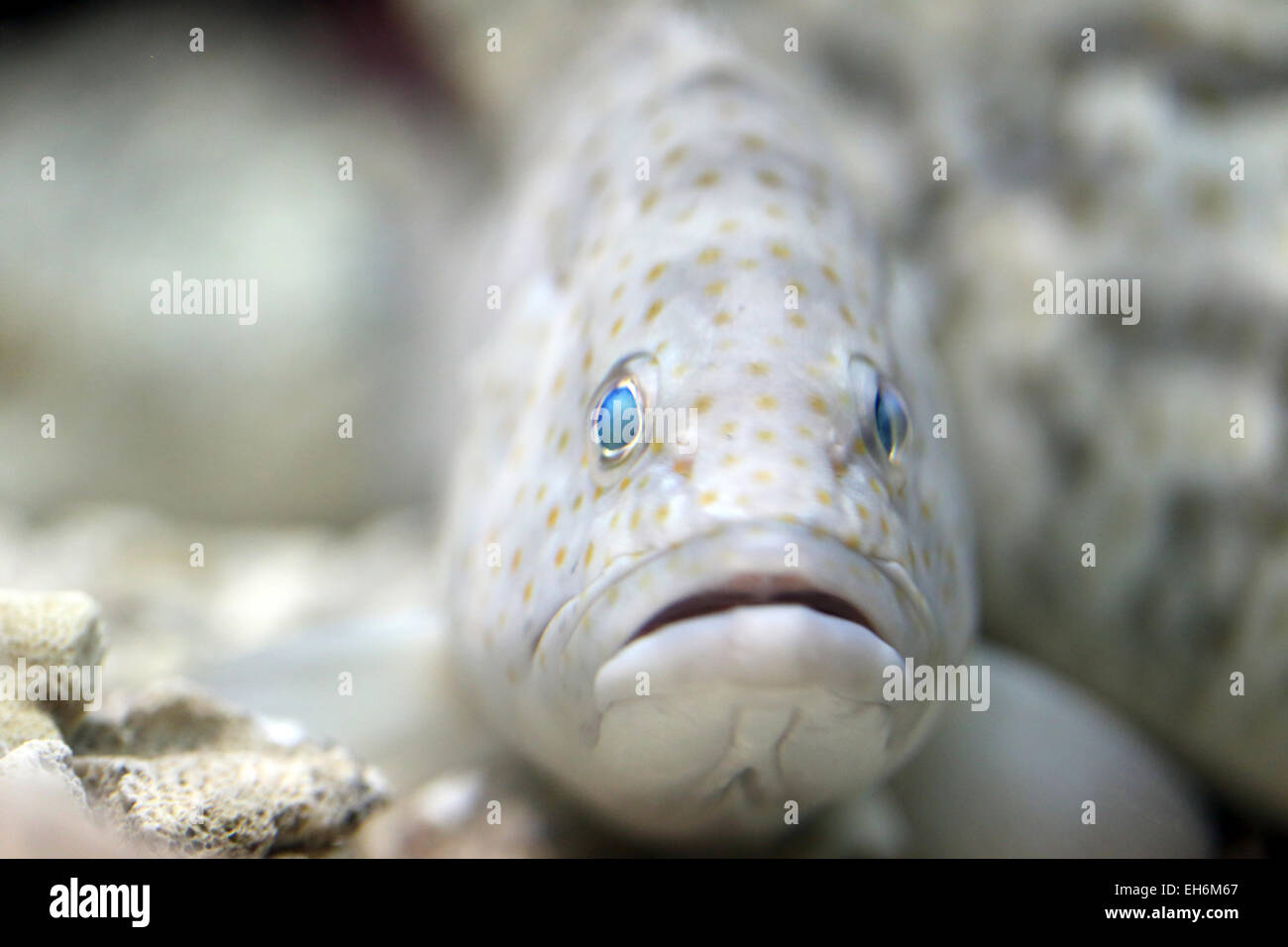 The head of grouper fish in the aquarium Stock Photo - Alamy