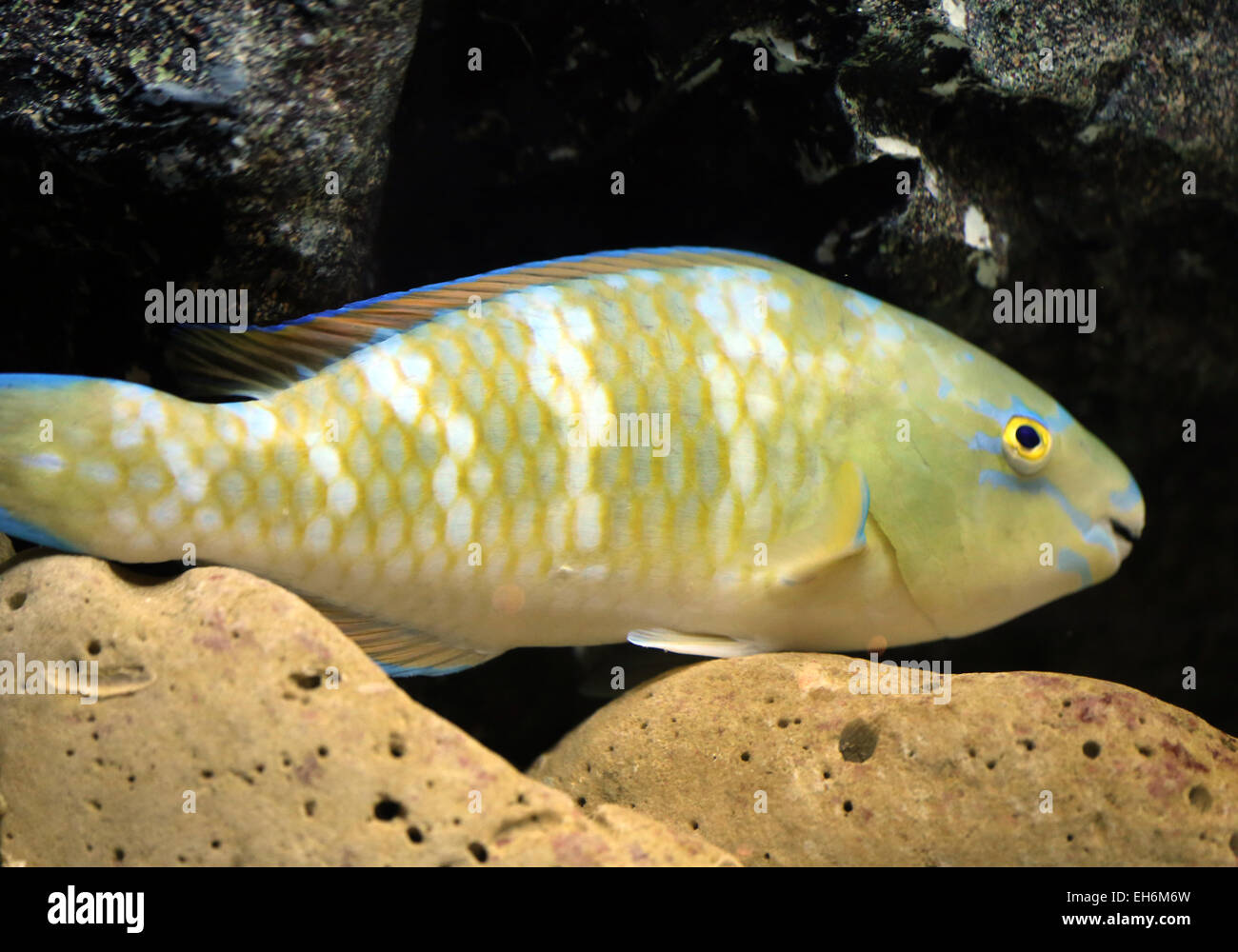 Parrot fish eye hi-res stock photography and images - Alamy