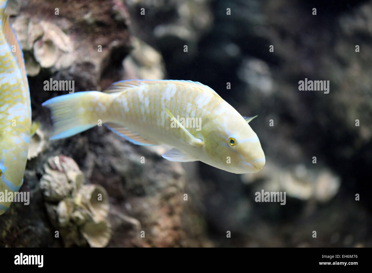 Aquarius underwater hi-res stock photography and images - Alamy