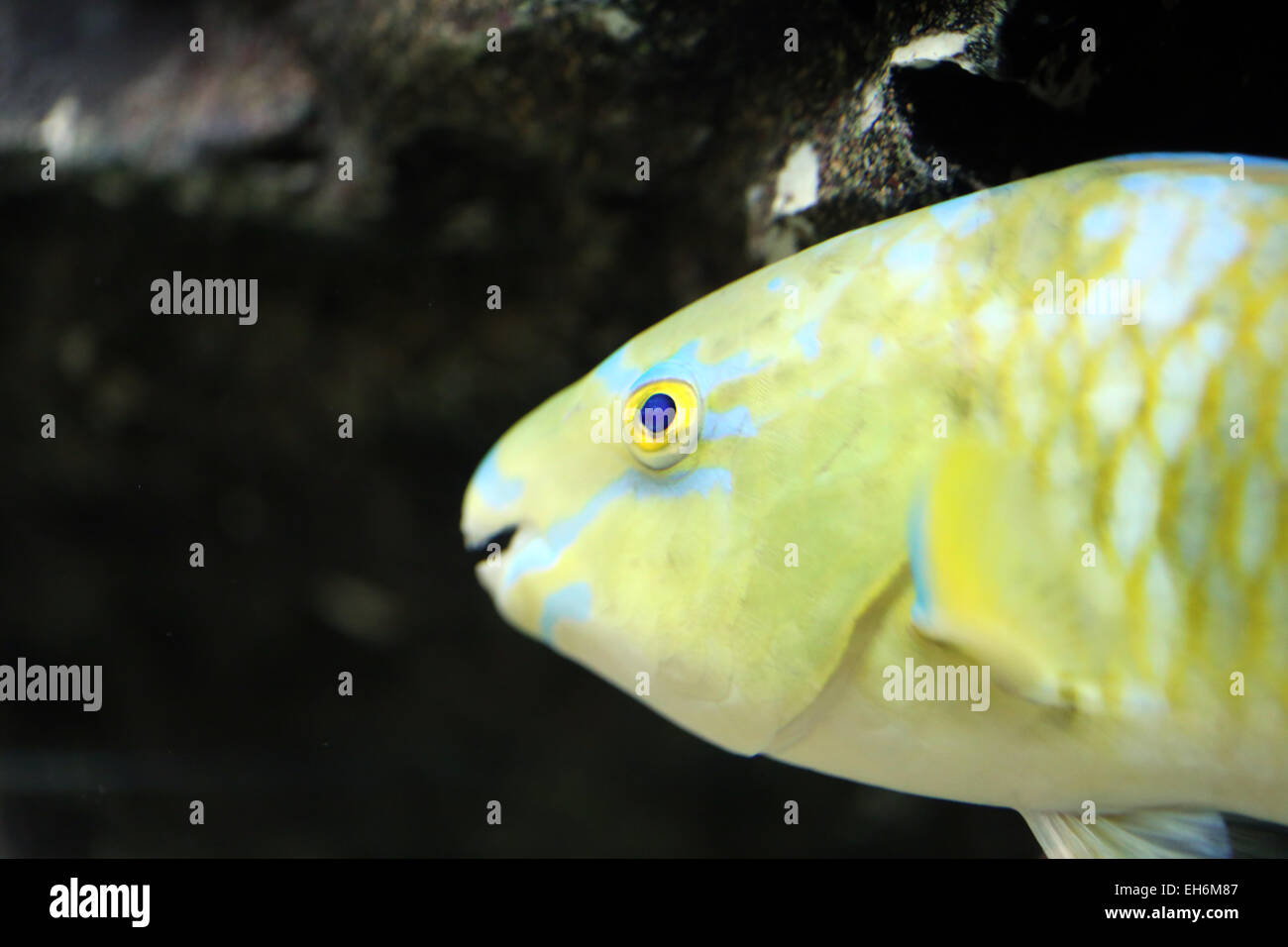 Parrot fish eye hi-res stock photography and images - Alamy