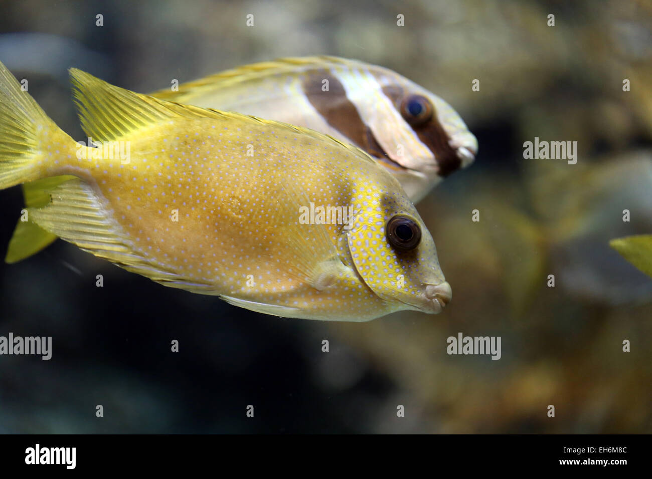 Focus on Sea gourami fish in the Aquarius Stock Photo - Alamy