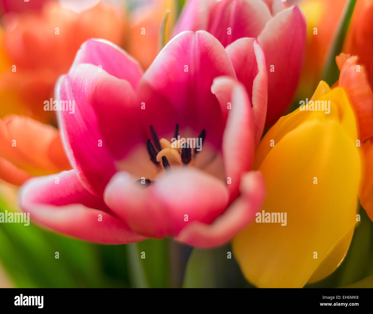 Petal petals hi-res stock photography and images - Alamy