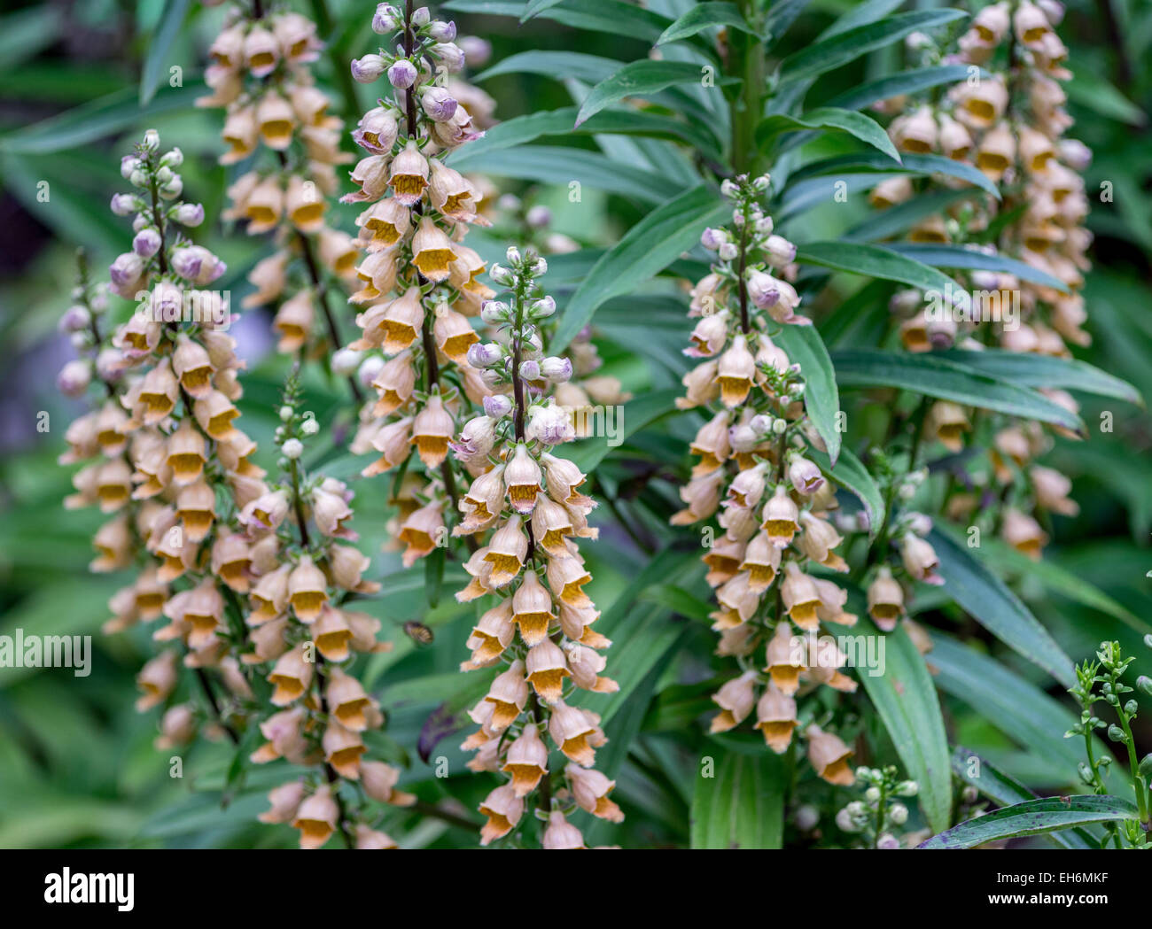 Rusty Foxglove flowers Digitalis ferruginea Stock Photo - Alamy