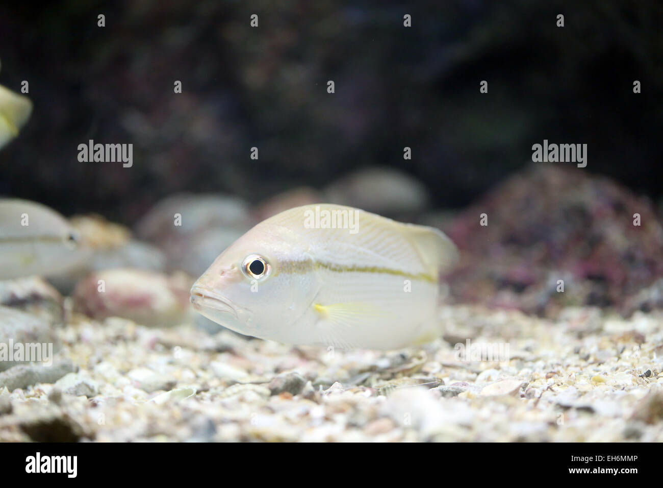 The Russell's snapper or Moses perch fish in the aquarium Stock Photo ...